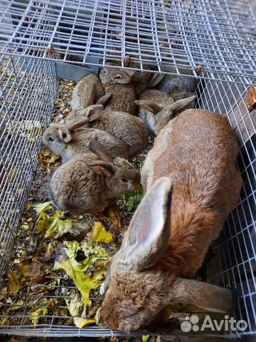 Крольчата месячные, Бельгийского великана