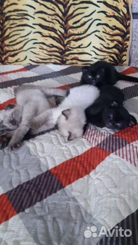 Котята