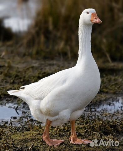 Гуси породы Линда оптом