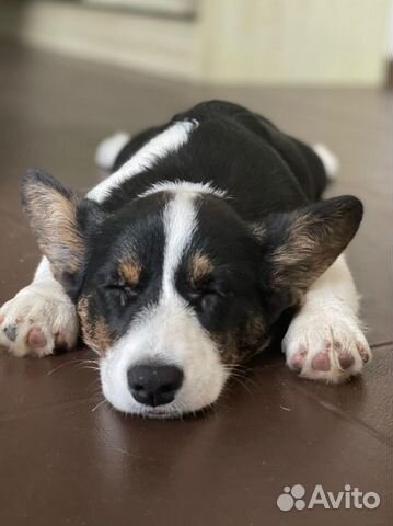 Вельш-корги кардиган