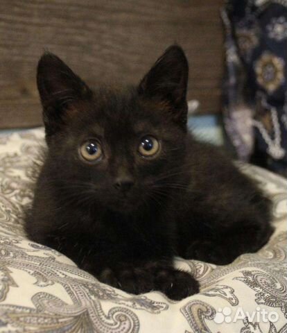 Черный котенок мальчик в дар 2 мес