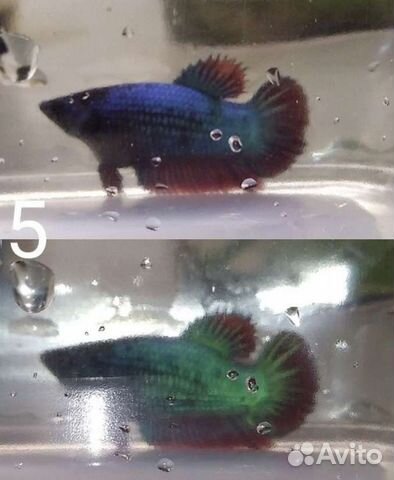 Петушки и курочки (самки)