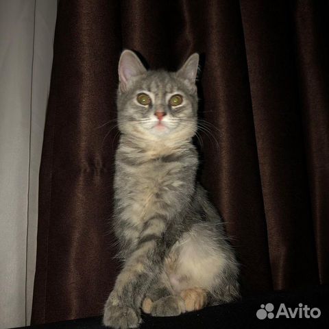 Котёнок 3 месяца