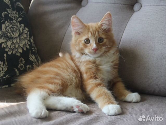 Котёнок курильский бобтейл - Ефим