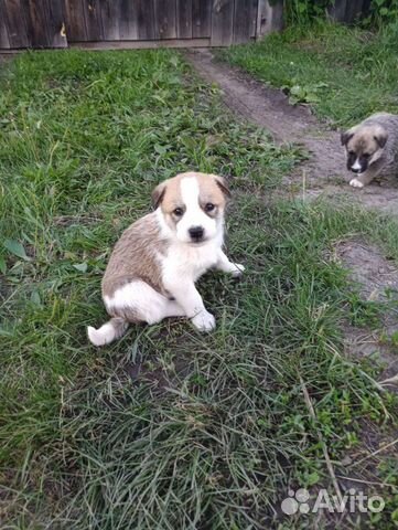 Собака в добрые руки щенок