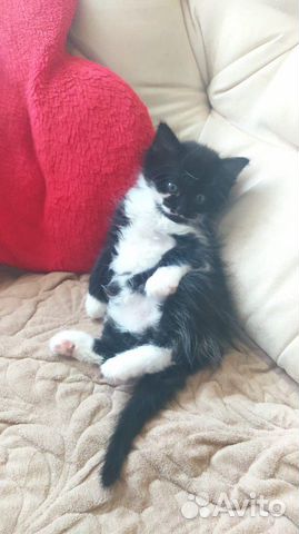 В добрые руки