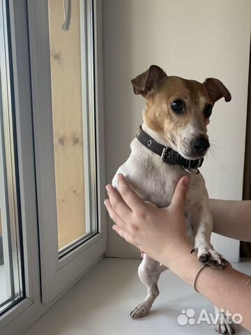 Джек Рассел терьер