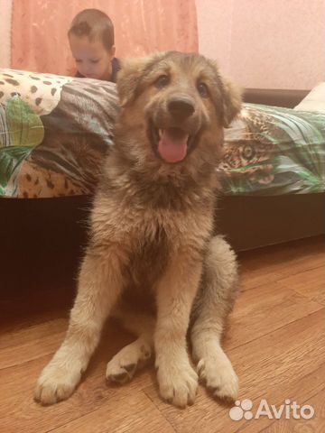 Кавказская овчарка