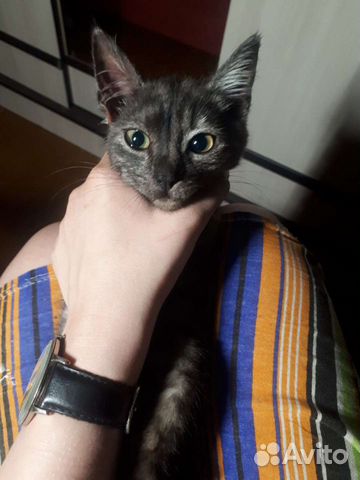 Кошечка, 1 месяц