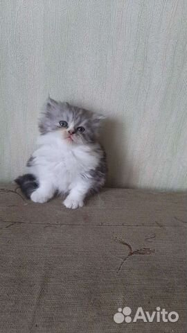 Персидская шиншилла