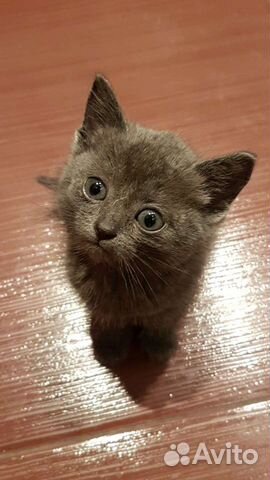 Котята в добрые руки приучены к лотку