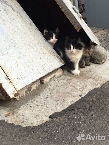 Прелестным котяткам нужен дом