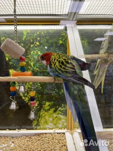 Попугай розелла