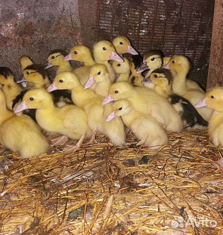 Суточные мускусные утки (индоутята) доставка Симфе