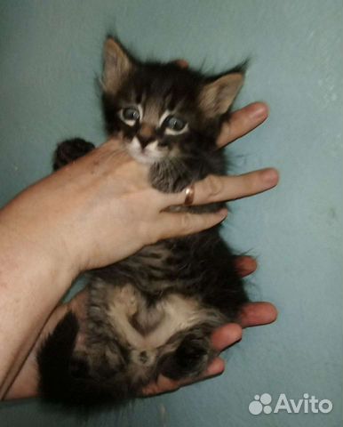 Котёнок мальчик в добрые руки
