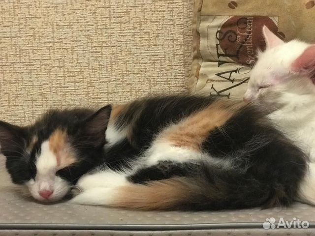 Трехцветная кошка Жужа 2 месяца ищет семью