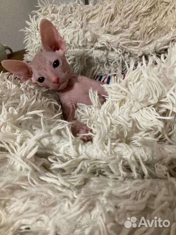 Донской сфинкс резинка