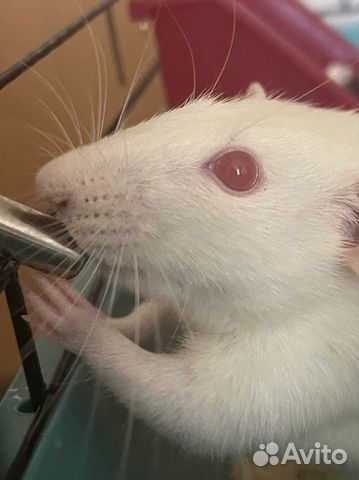 Белая крыса