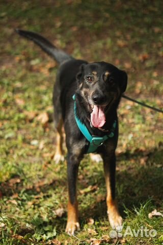 Мистер нежность Хабиб в поисках дома