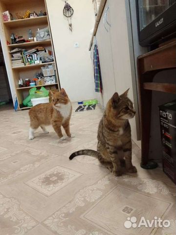 Отдаётся котёнок