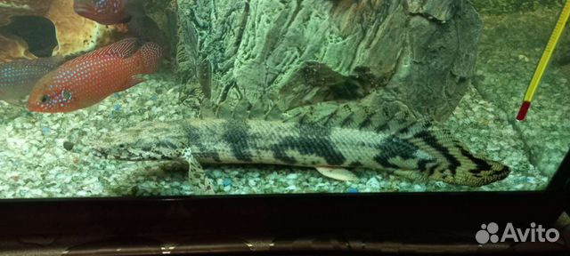 Полиптерус дельгизи