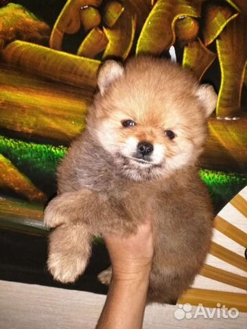 Шпиц (Мальчишечка)