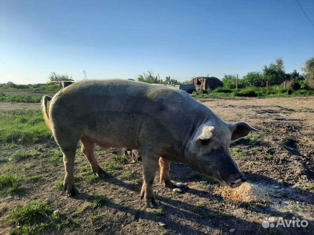 Хряк живым весом