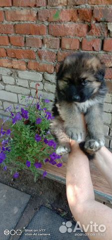 Неметская овчарка продажа щенков