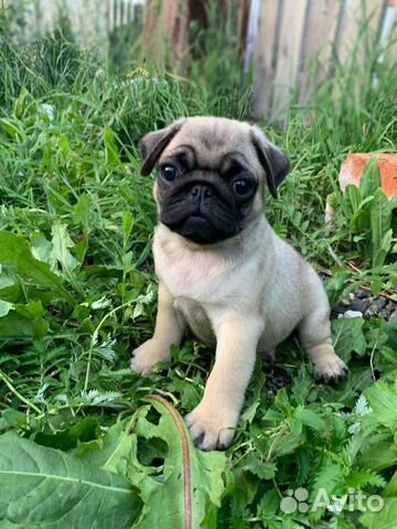 Щенки мопса с документами РКФ