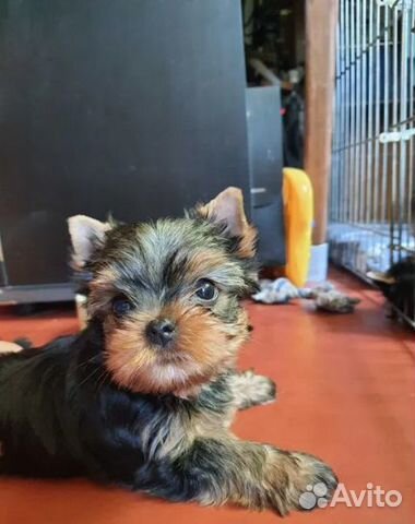 Девочка Йорк с милой мордашкой