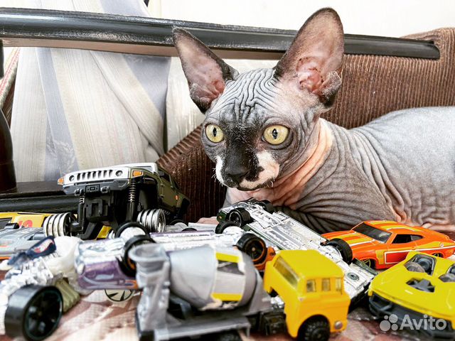 Канадский сфинкс