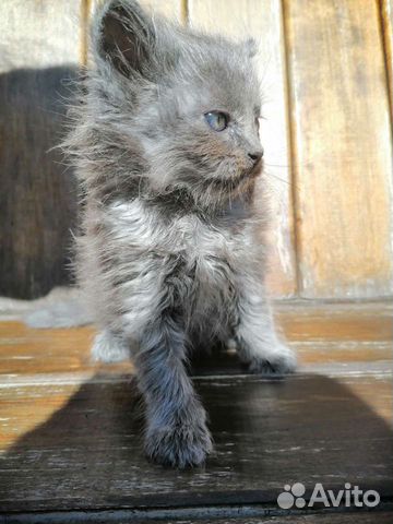 Полубританские котята