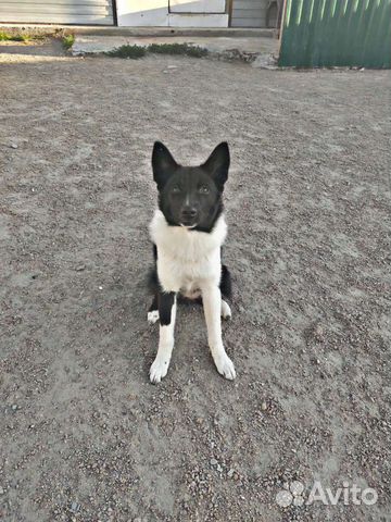 Лайка щенок