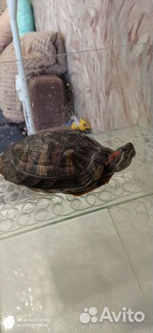 Черепаха