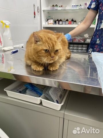 Британский кот в добрые руки