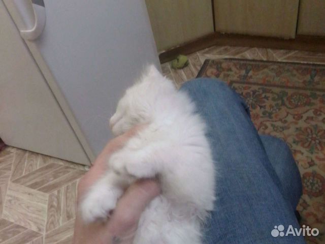 Ангорский Белый котёнок