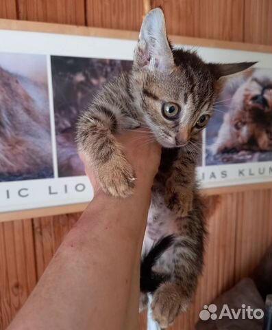 Ищу семью котенку
