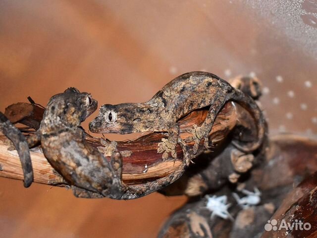 Mniarogekko chahoua, новокаледонский геккон