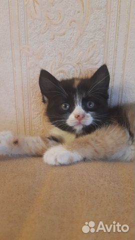 Котенок в дар