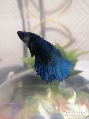 Рыбка петушок