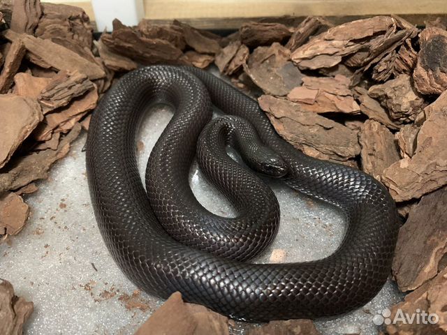 Королевская черная змея нигрита