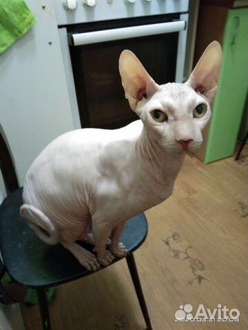 Отдам бесплатно кота Канадский сфинкс