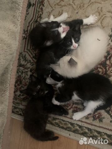 Отдадим в хорошие руки котят две девочки и три мал