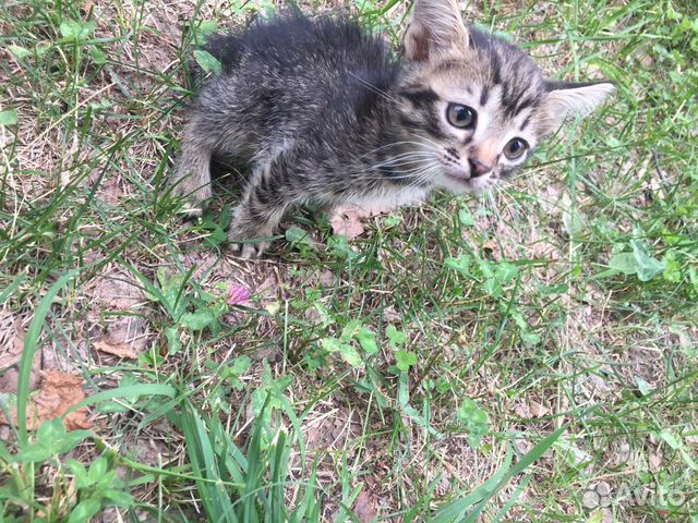 Отдам забавных котят