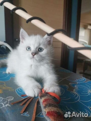 Ручной голубоглазый котенок