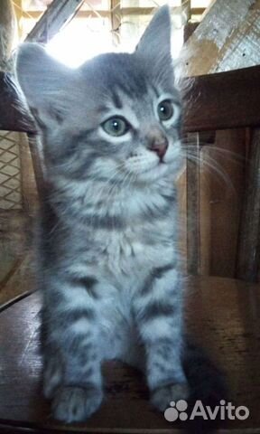 Пушистые котята в добрые руки