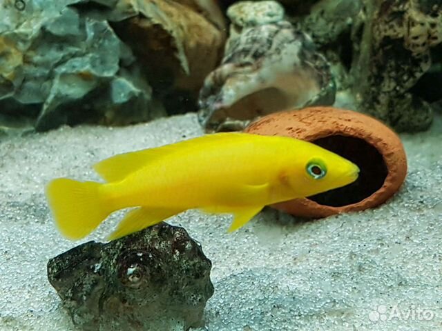 Лампрологус Лелеупи