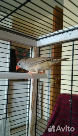 Продаю зебровую амадину с клеткой