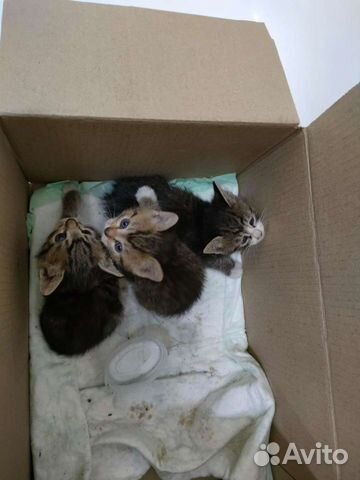 Котята в добрые руки бесплатно
