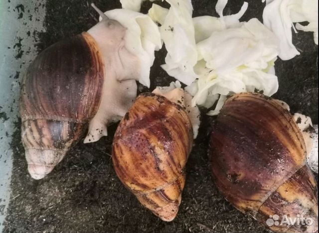 Улитки ахатины